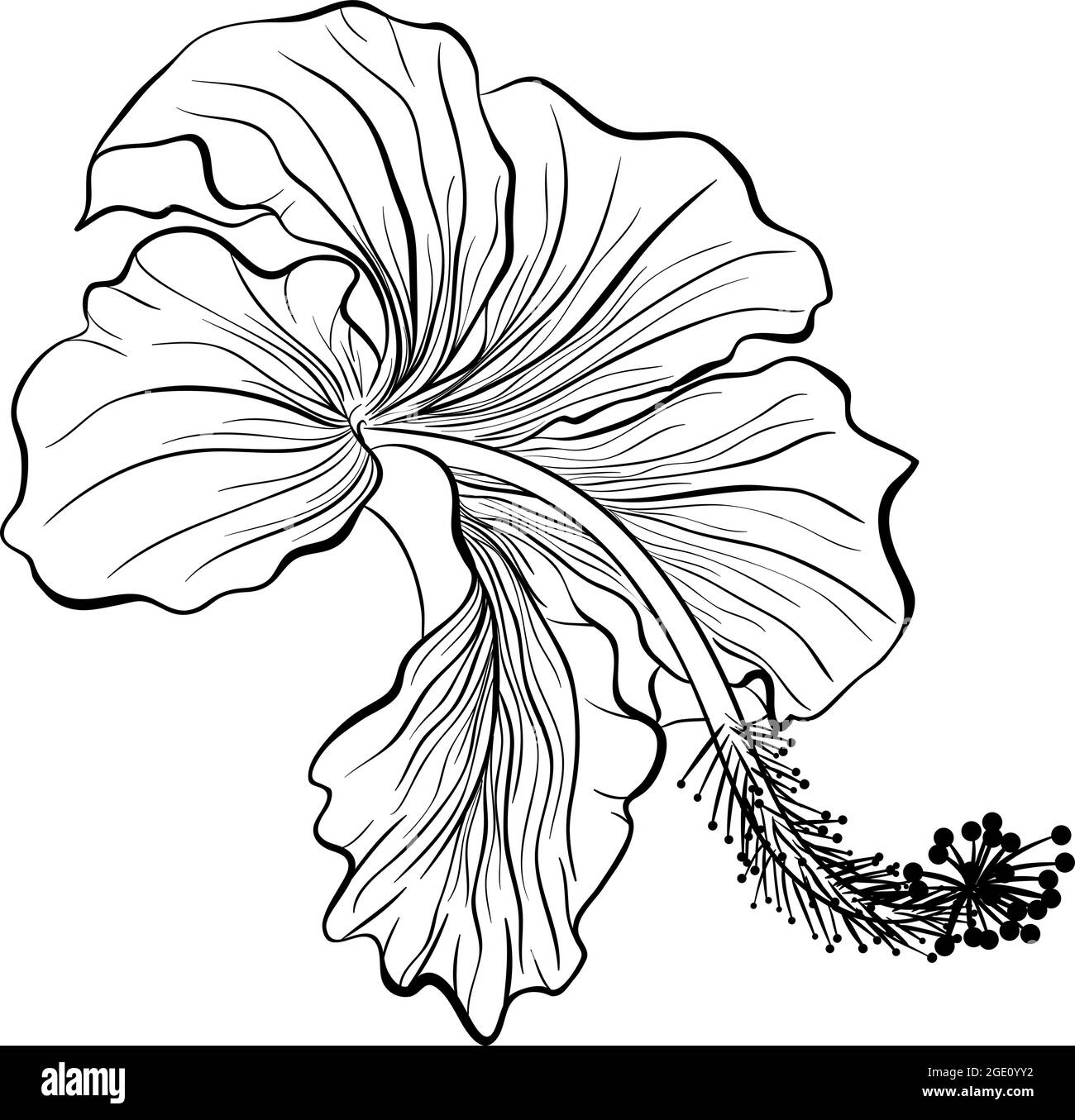 Hibiscus in line art style Stock Vector Image & Art - Alamy