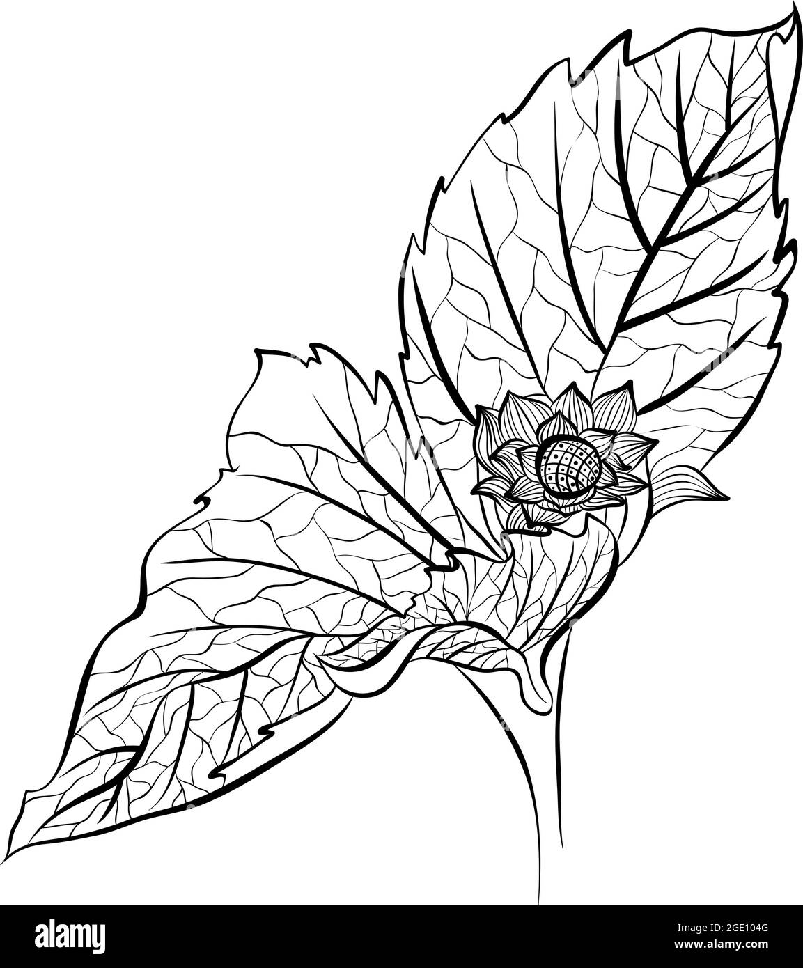 Leaves flower Black and White Stock Photos & Images - Alamy