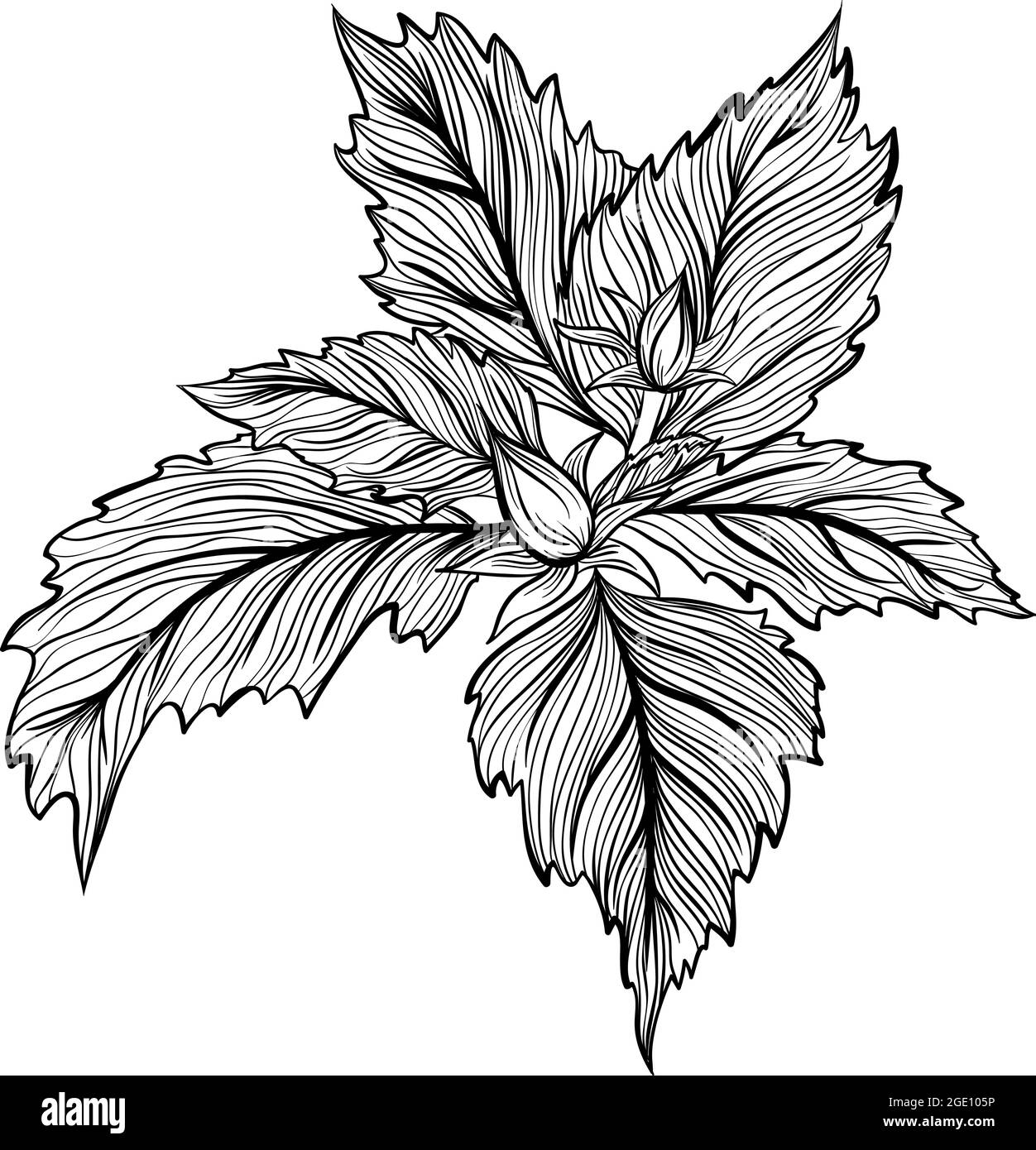 Flower leaves line art Stock Vector Image & Art - Alamy