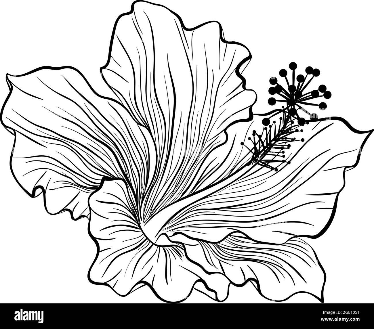 Hibiscus in line art style Stock Vector Image & Art - Alamy