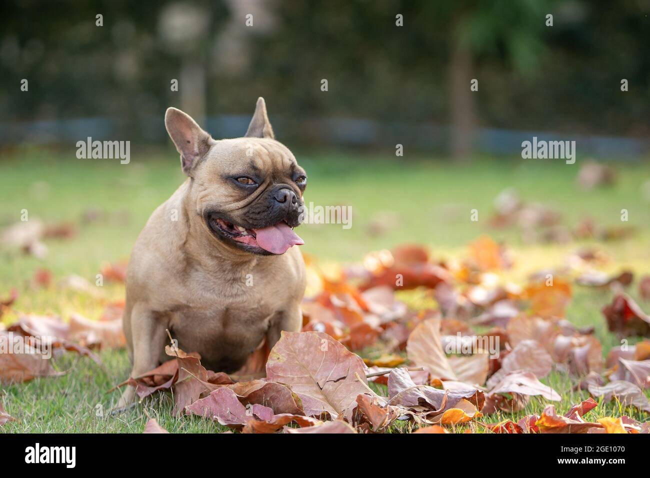 A cute French bulldog running in a field with fallen leaves in autumn ...