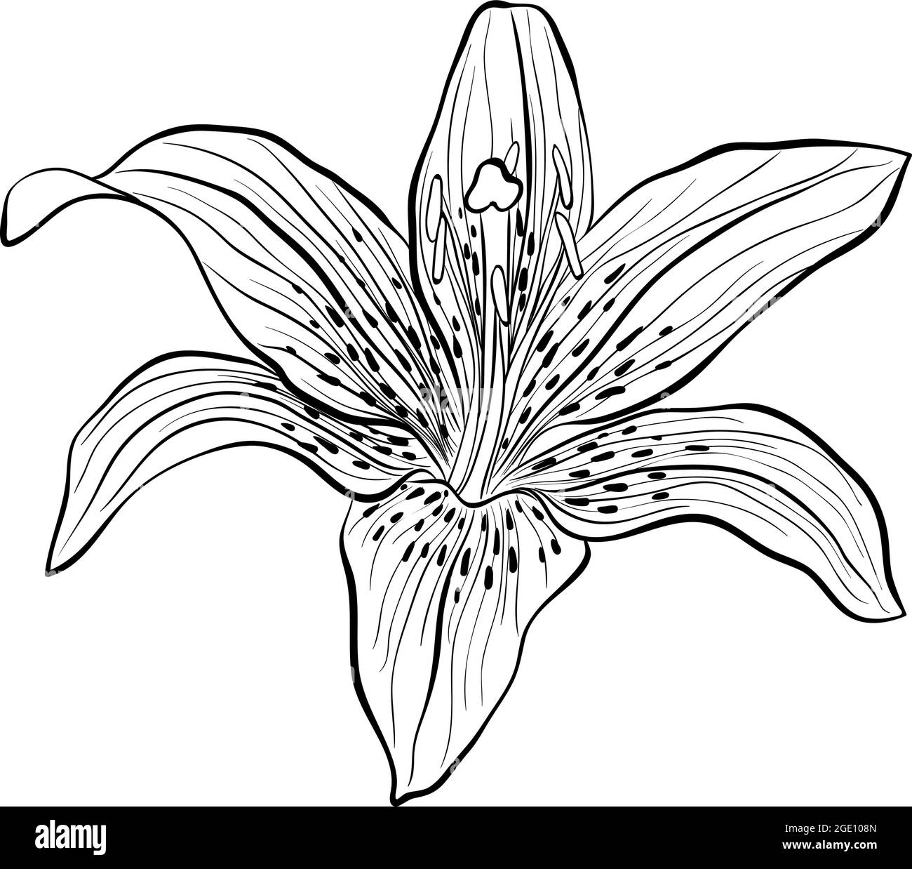 Tiger Lily Flower Drawing Outline