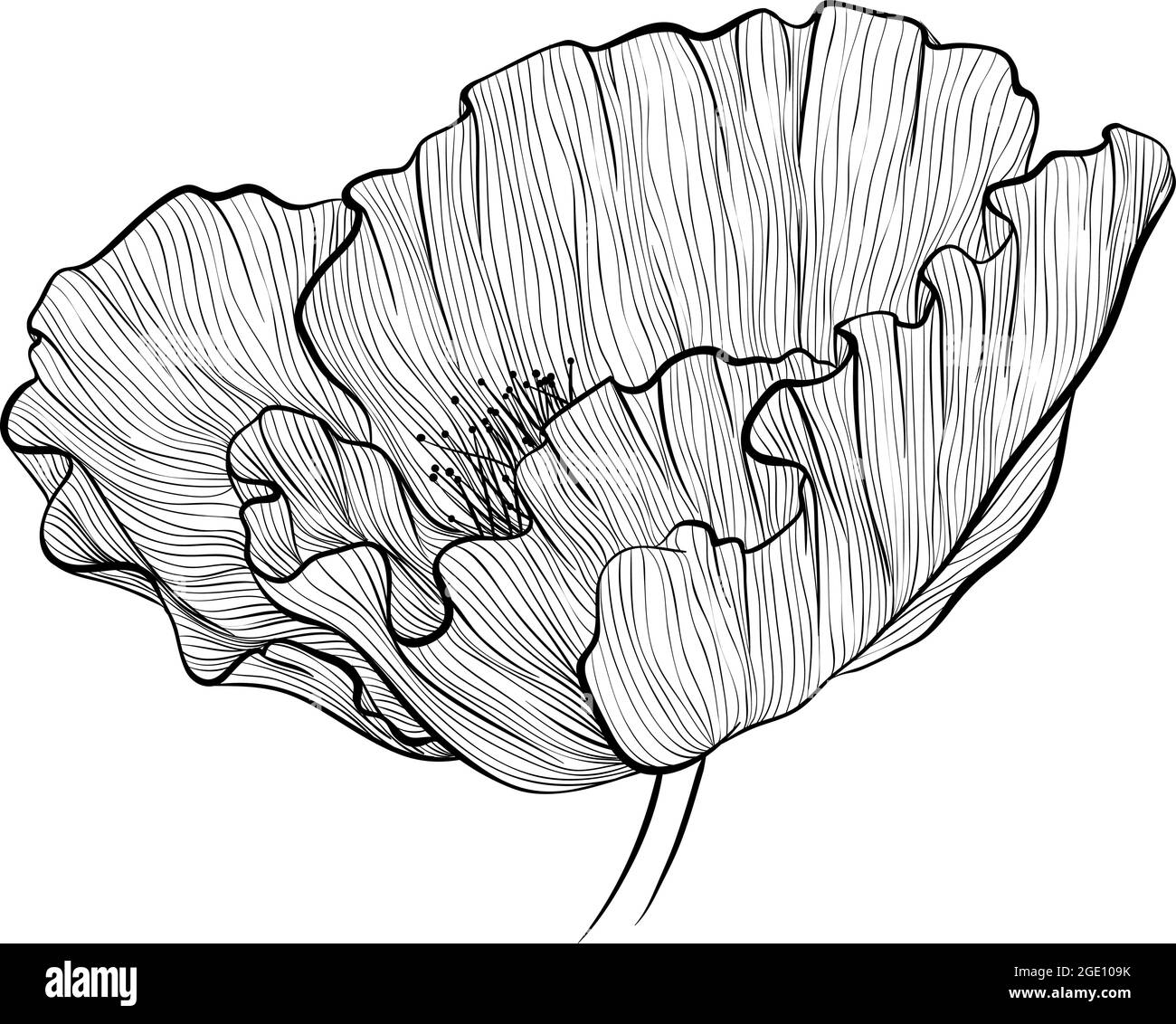 Side of poppy Stock Vector Images - Alamy