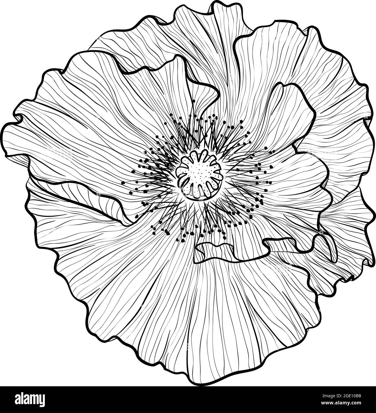 Poppy in line art style Stock Vector Image & Art - Alamy