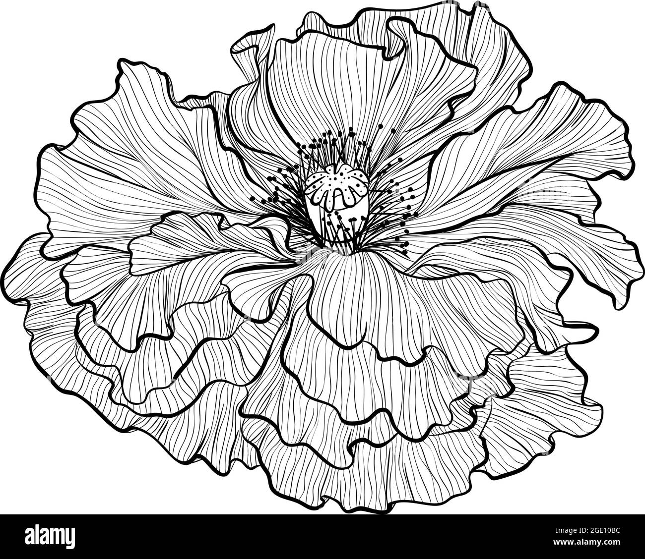 Poppy in line art style Stock Vector Image & Art - Alamy