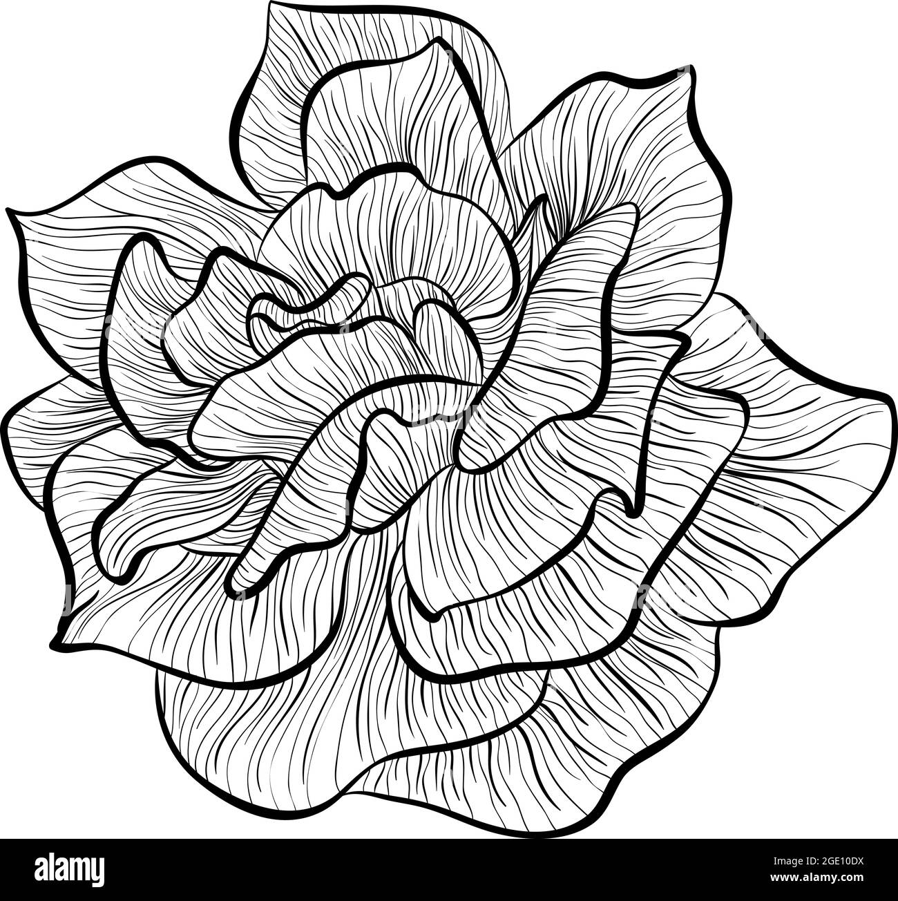 Roses in line art style Stock Vector Image & Art - Alamy