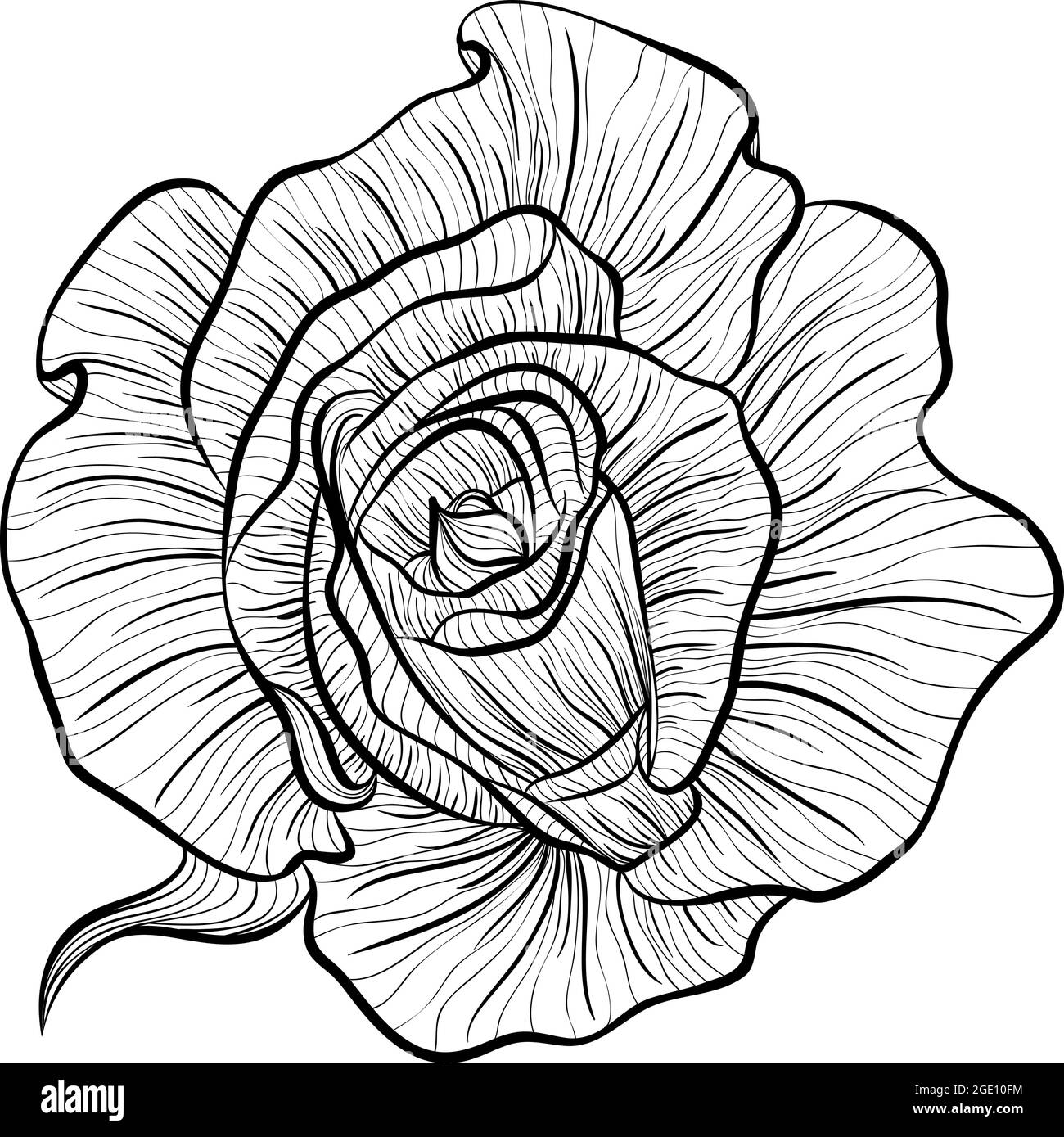 Roses in line art style Stock Vector Image & Art - Alamy