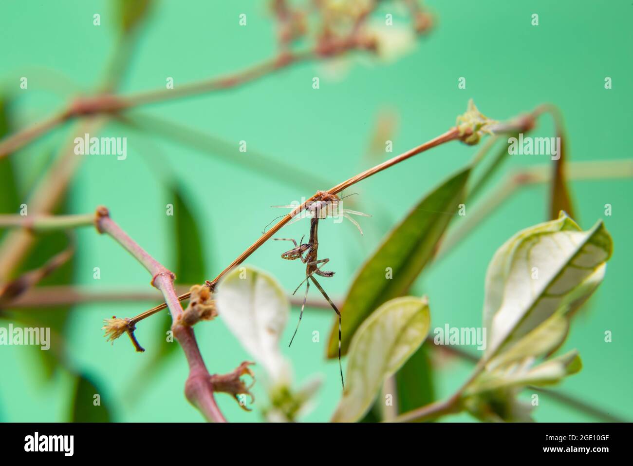 A spider on a plant, eating a praying mantis with a light green ...