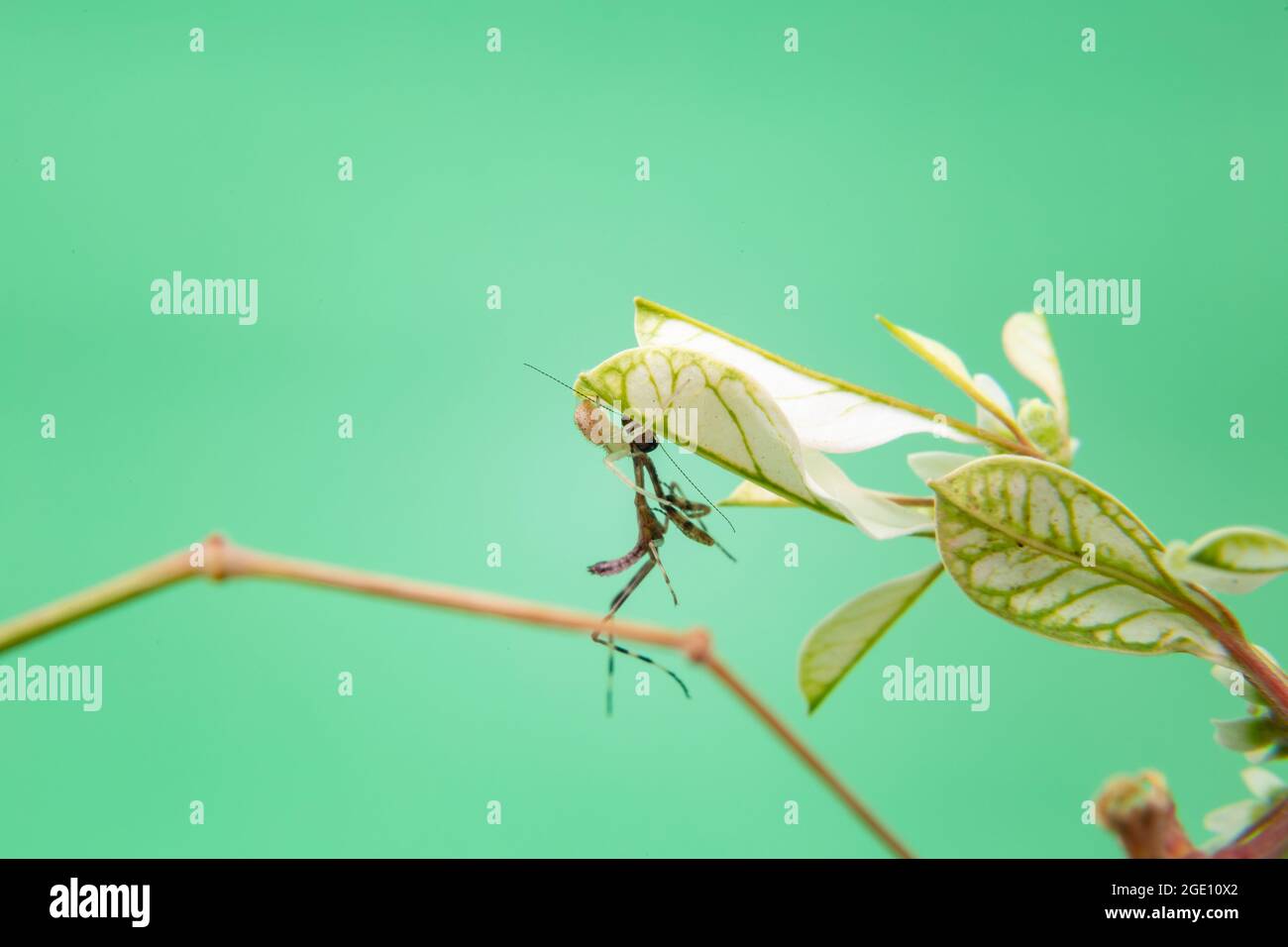 Praying Mantis Eating Spider