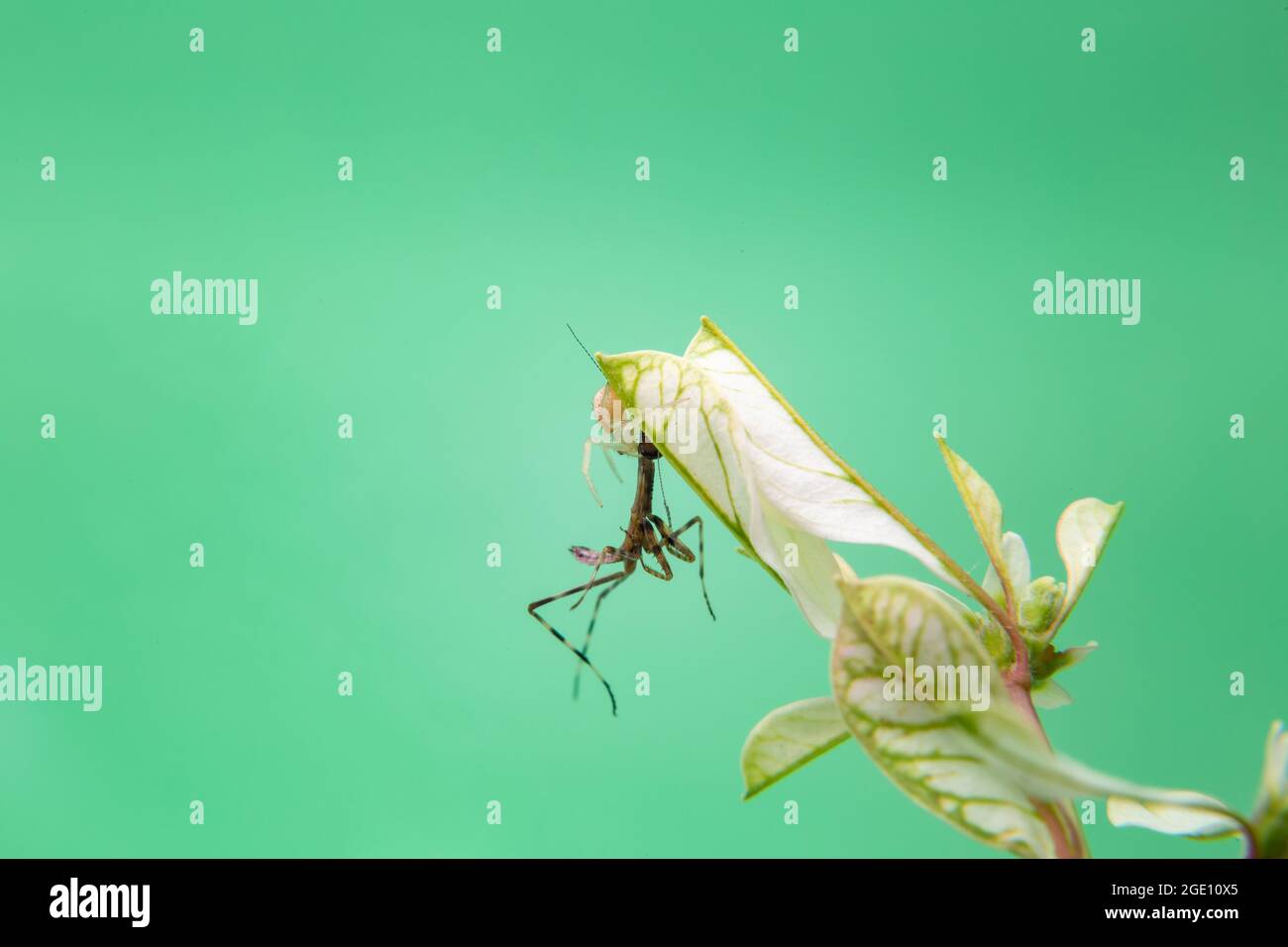 A spider on a plant, eating a praying mantis with a light green ...