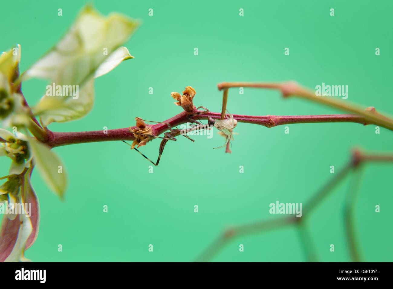 A spider on a plant, eating a praying mantis with a light green ...