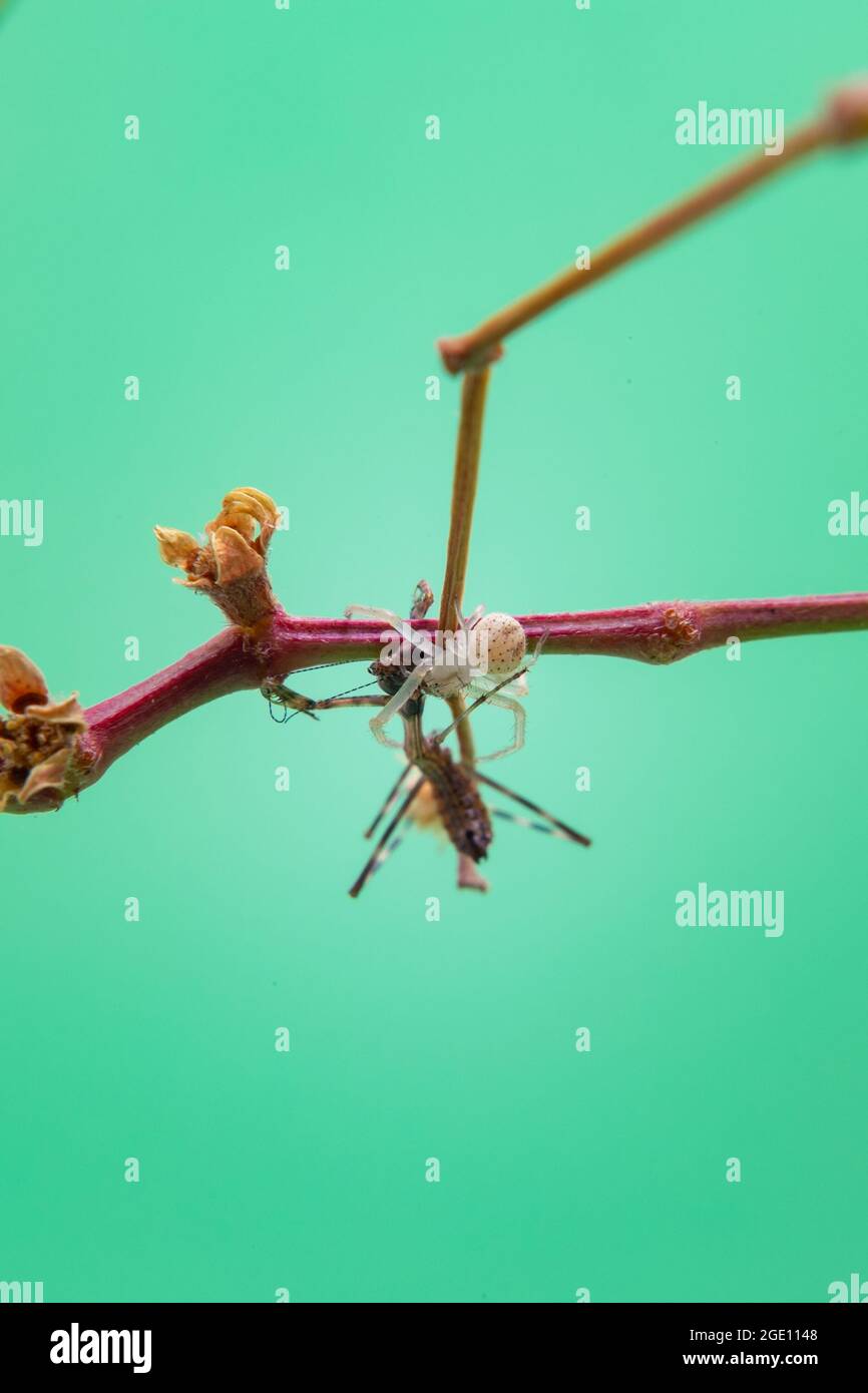 Praying Mantis Eating Spider