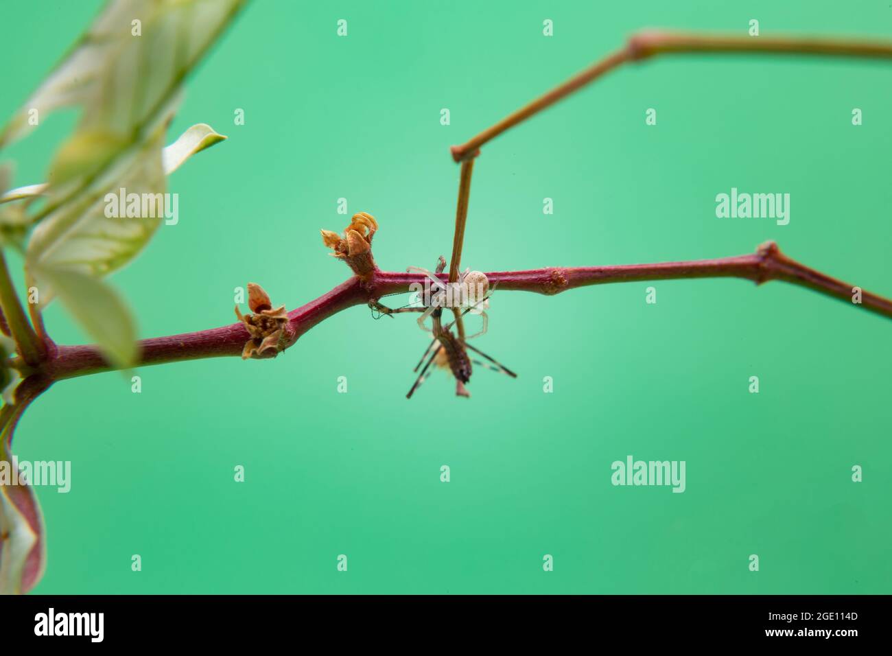 A spider on a plant, eating a praying mantis with a light green ...