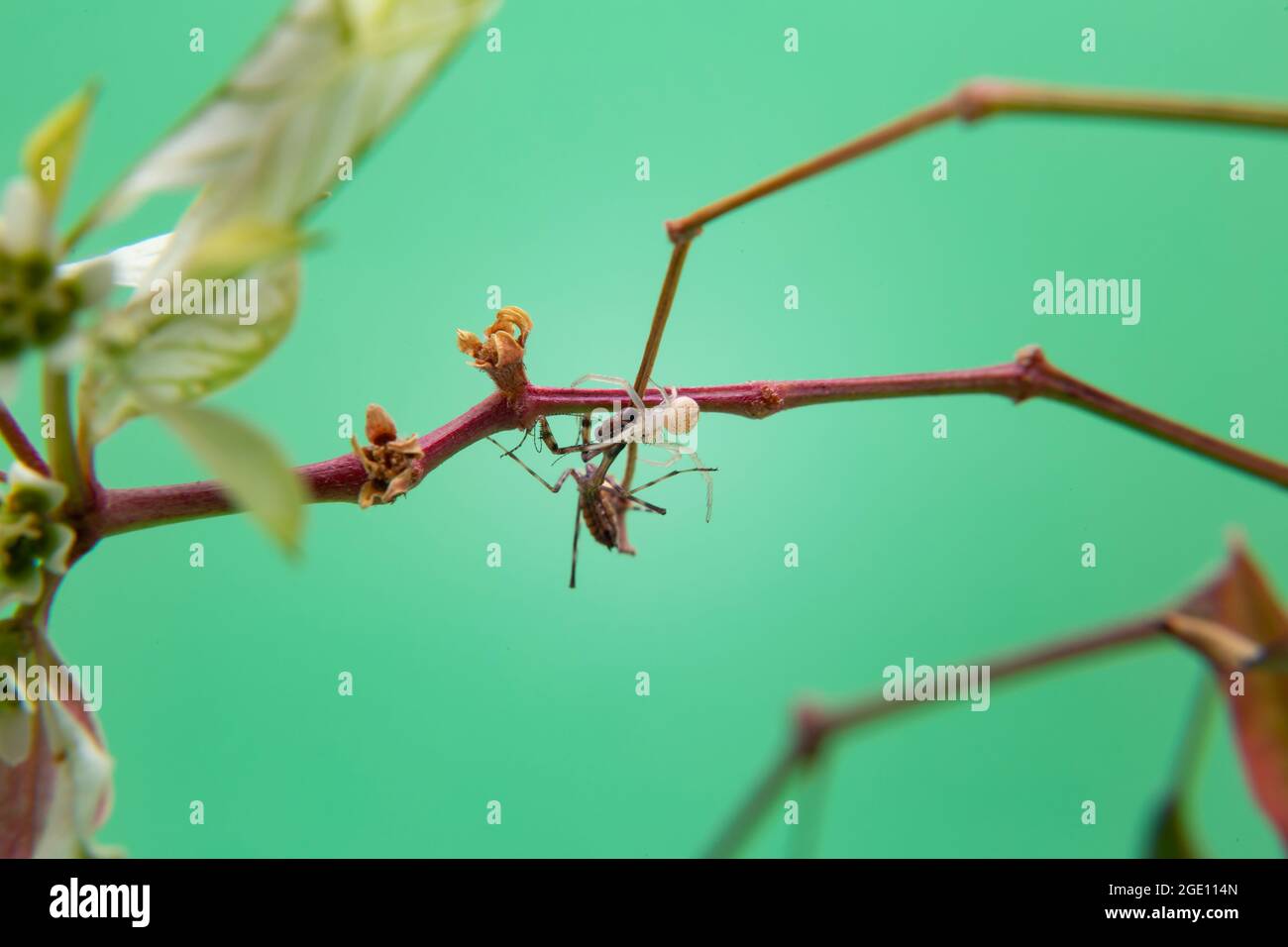 A spider on a plant, eating a praying mantis with a light green ...