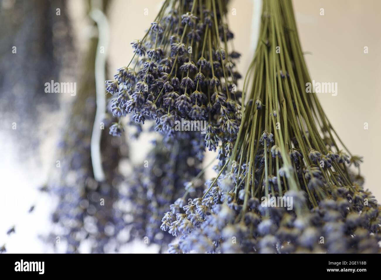 Inverted lavender bouquets to dry for decoration Stock Photo - Alamy