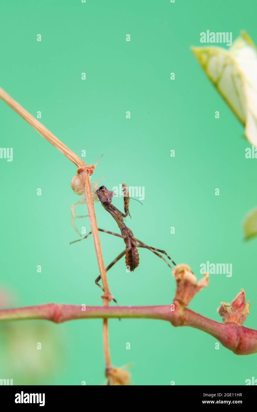 A spider on a plant, eating a praying mantis with a light green ...