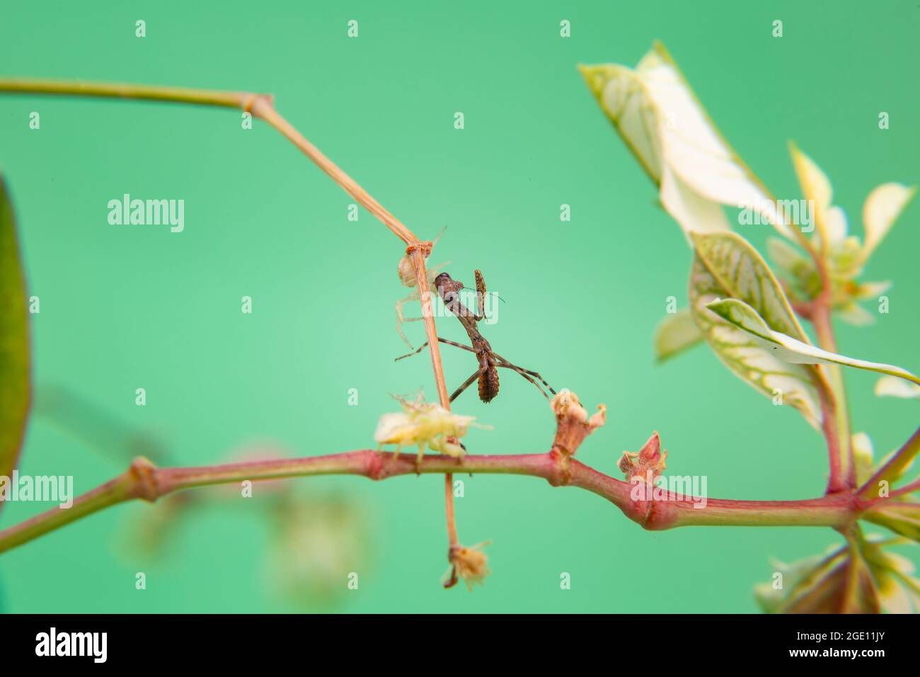 A spider on a plant, eating a praying mantis with a light green ...