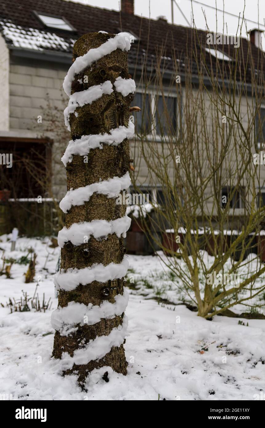 Snow Spiral arround a cut tree trunk in backyard Stock Photo - Alamy