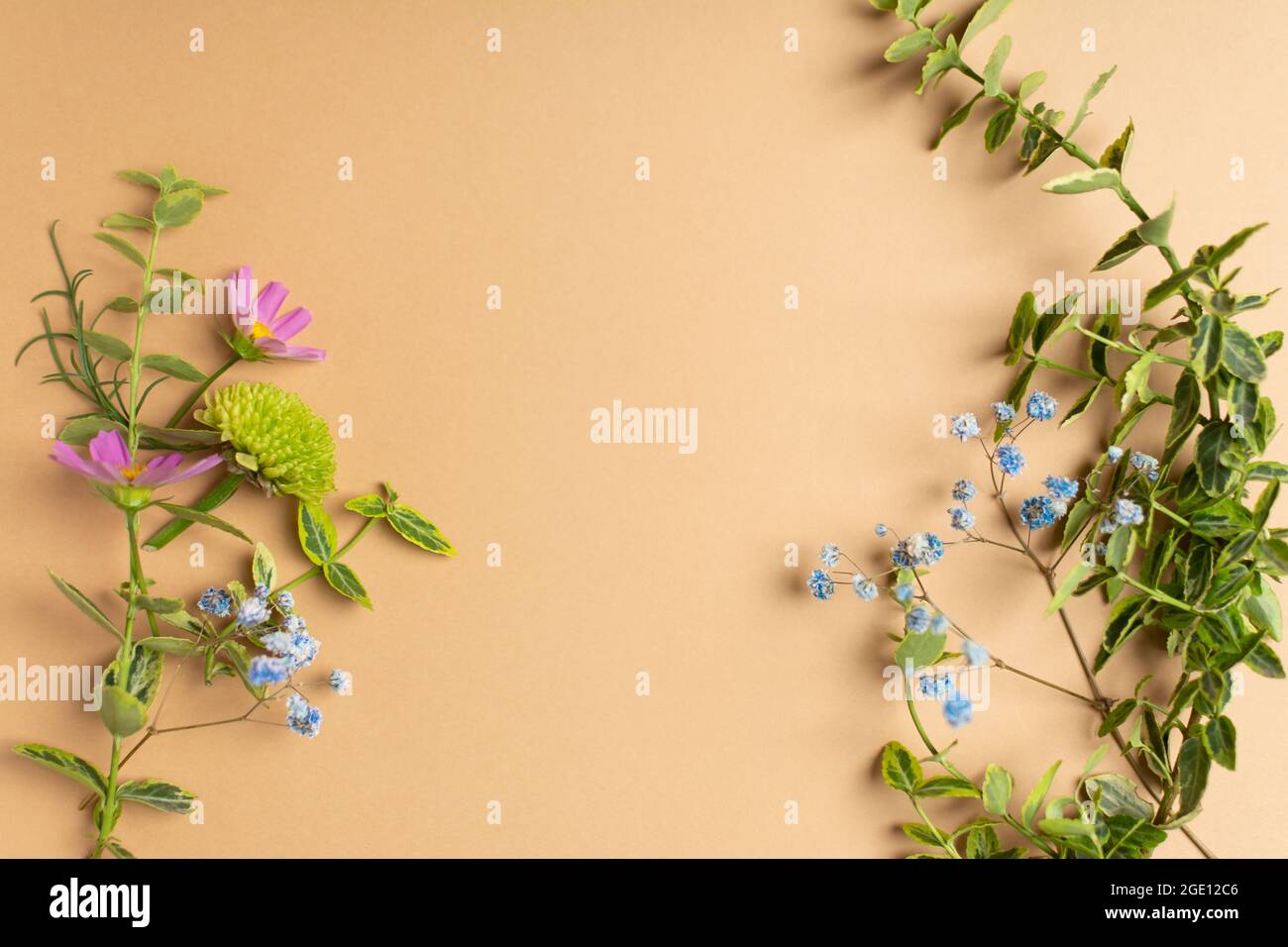 Flat lay of fresh cut flowers of garden for herbarium on beige ...