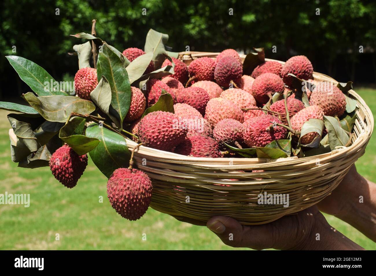 Side view of fresh plucked Lychees fruit in wicker bamboo basket ...