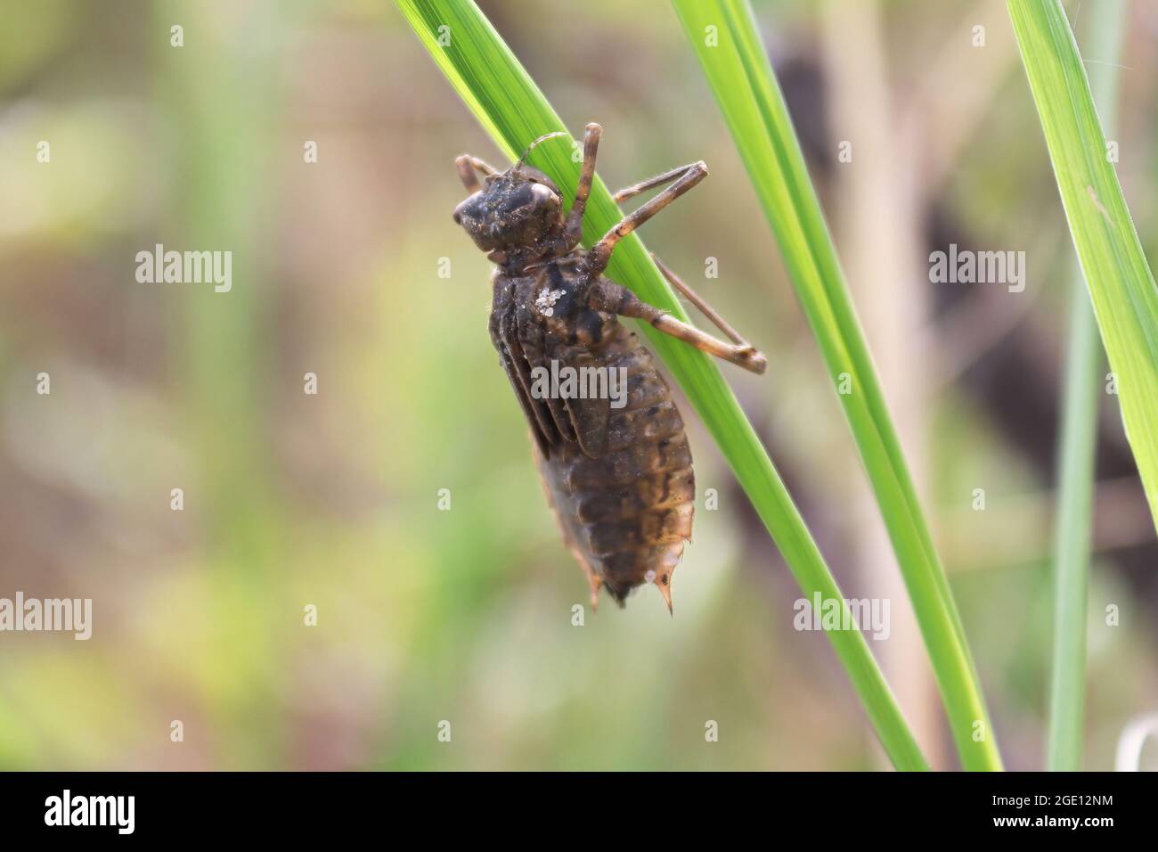 Hatching dragonfly hi-res stock photography and images - Alamy