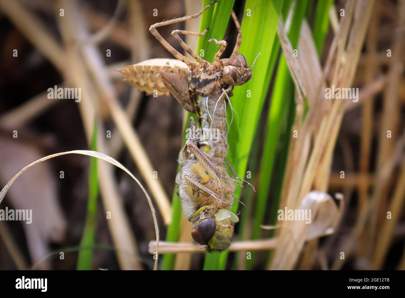 Dragonfly larvae canada hi-res stock photography and images - Alamy