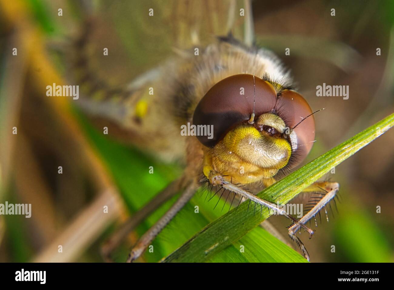 Dragonfly head hi-res stock photography and images - Alamy