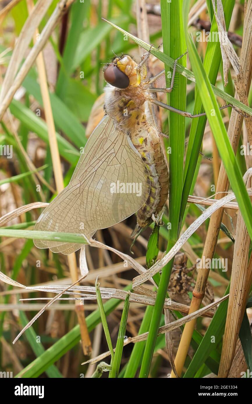 Hatching dragonfly hi-res stock photography and images - Alamy