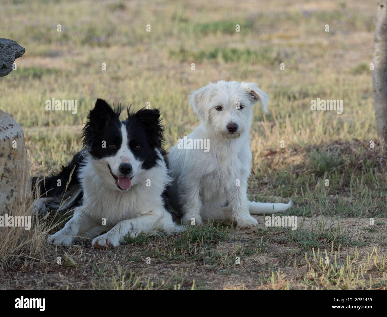 two dogs looking at the camera lying down, waiting happily Stock Photo ...