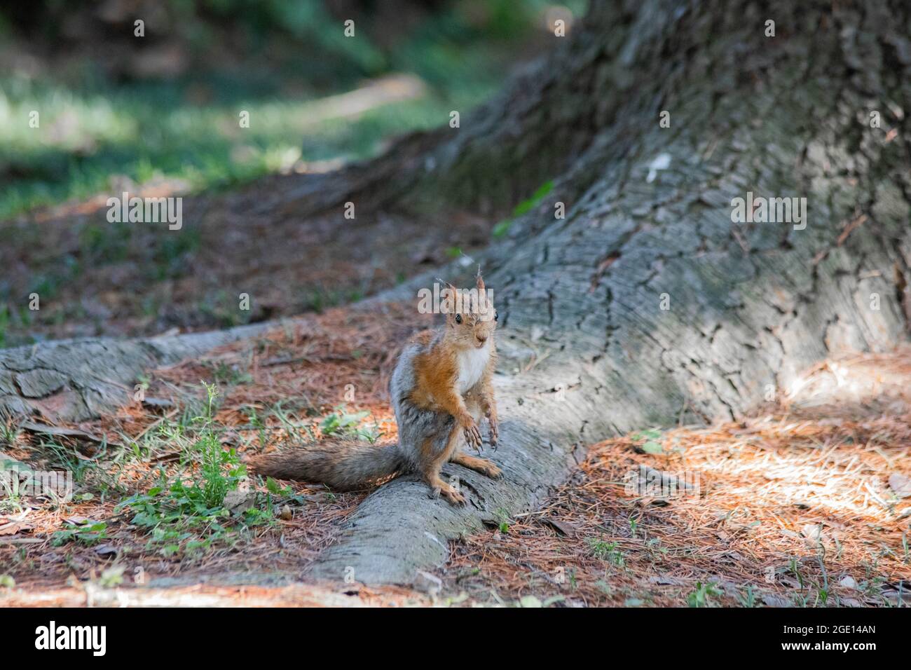 Red squirrel up tree hi-res stock photography and images - Alamy