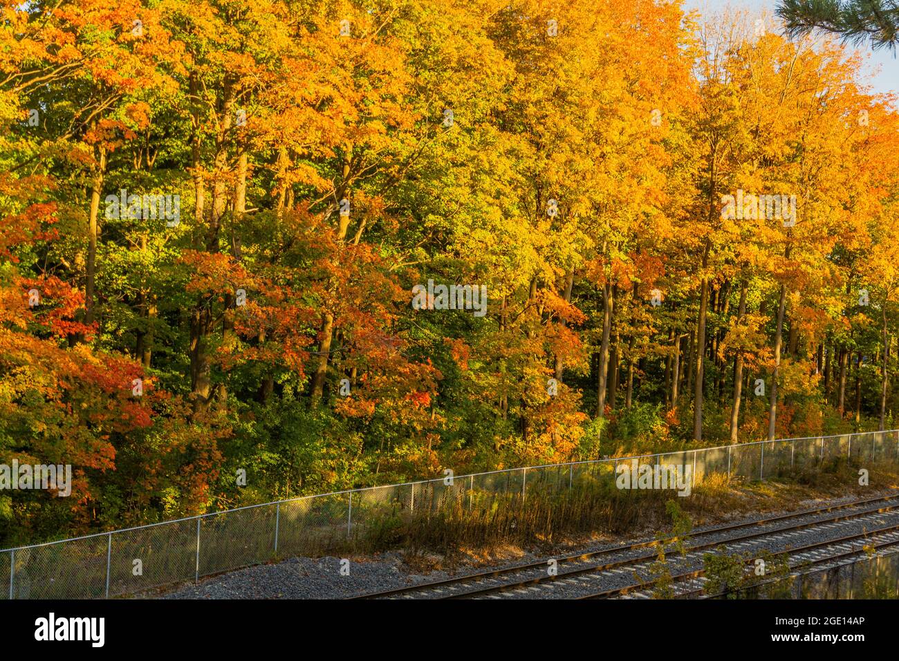Dense forest trees with bright coloured leaves along a railway track ...