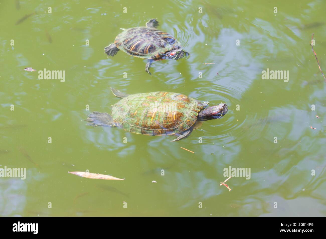 Underwater closeup green sea turtle hi-res stock photography and images ...