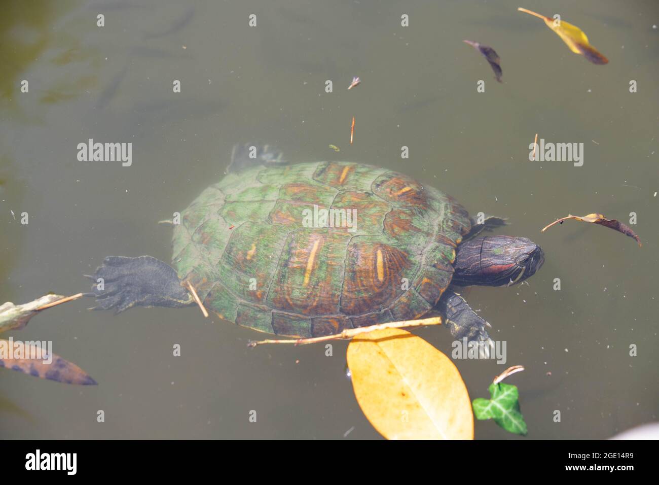 turtle swims in green water close up Stock Photo - Alamy