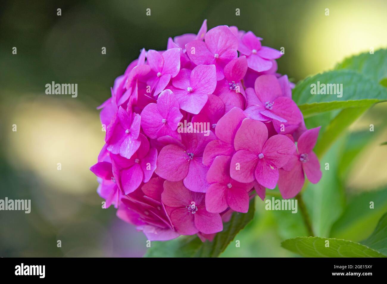 pink flowers hydrangea close up in greenery Stock Photo - Alamy