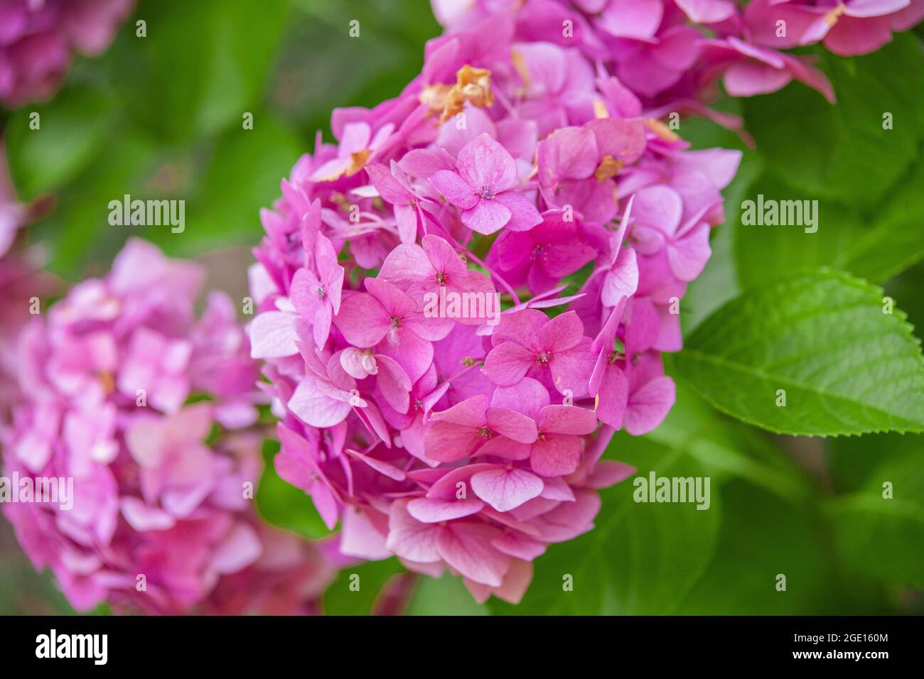 pink flowers hydrangea close up in greenery Stock Photo - Alamy
