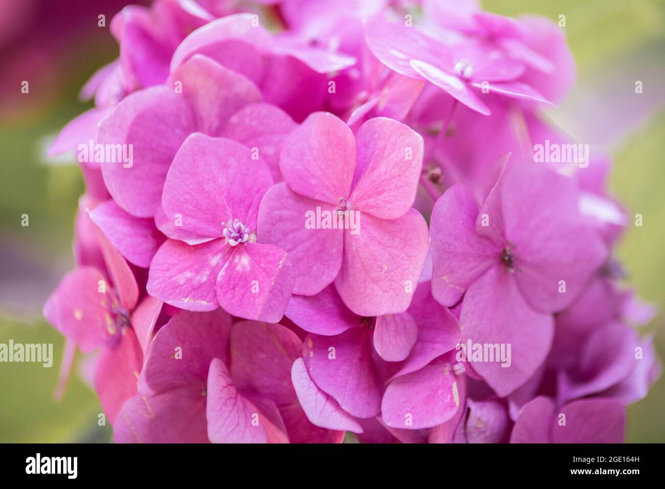 pink flowers hydrangea close up in greenery Stock Photo - Alamy
