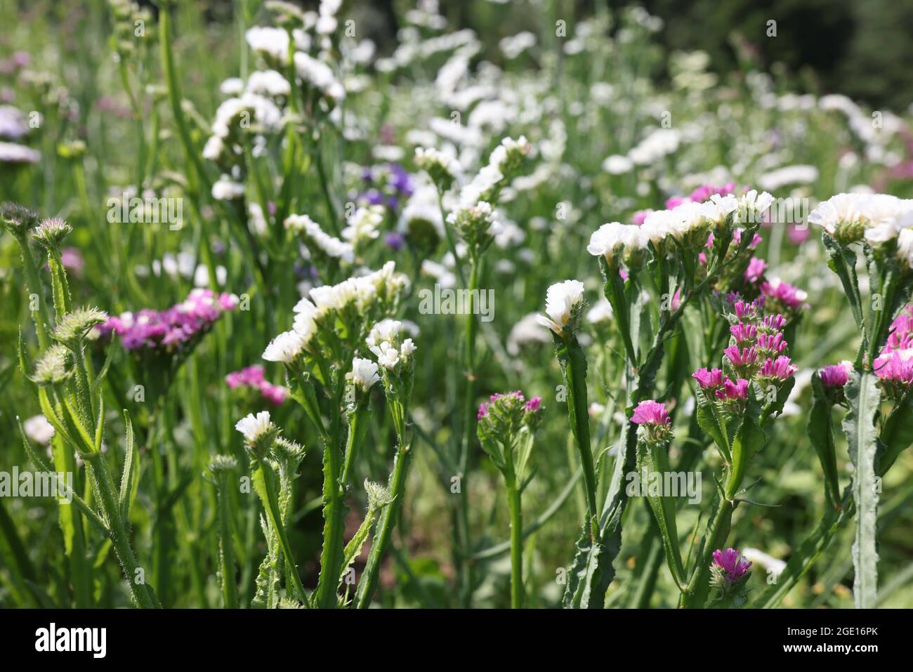 Many multicolored statice flowers grow in garden closeup background ...