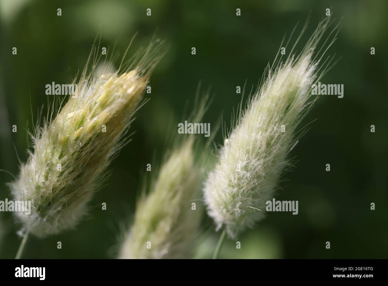 Annual bristle grass hi-res stock photography and images - Alamy