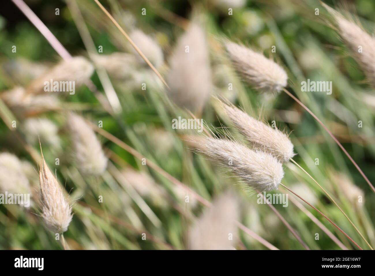 Bristle grass growing in garden closeup background Stock Photo - Alamy