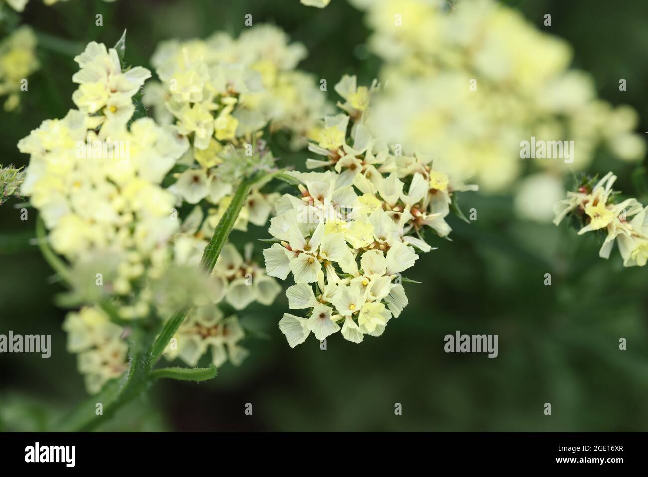 White statice flowers growing in garden closeup background Stock Photo ...