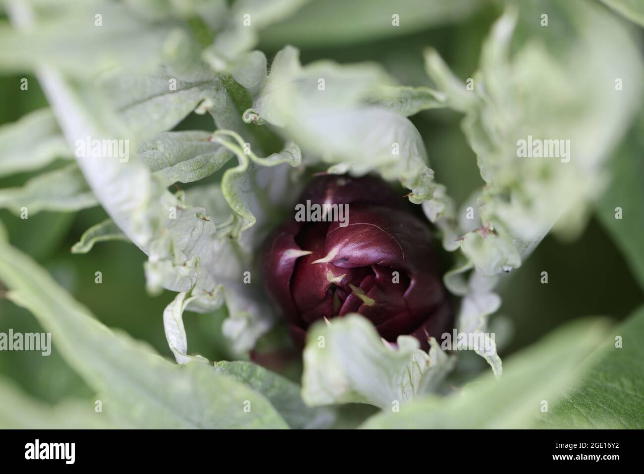 Unopened flower inflorescence hi-res stock photography and images - Alamy