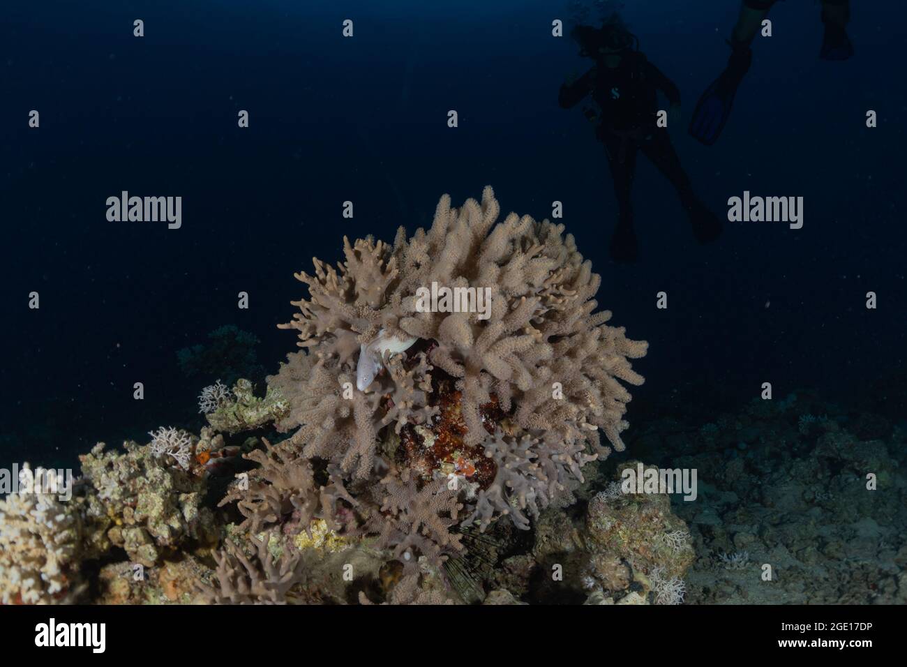 Coral reef and water plants in the Red Sea, Eilat Israel Stock Photo ...
