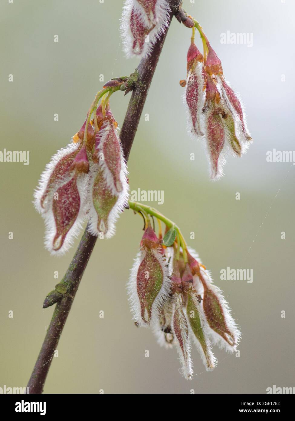 Pink seeds hi-res stock photography and images - Alamy