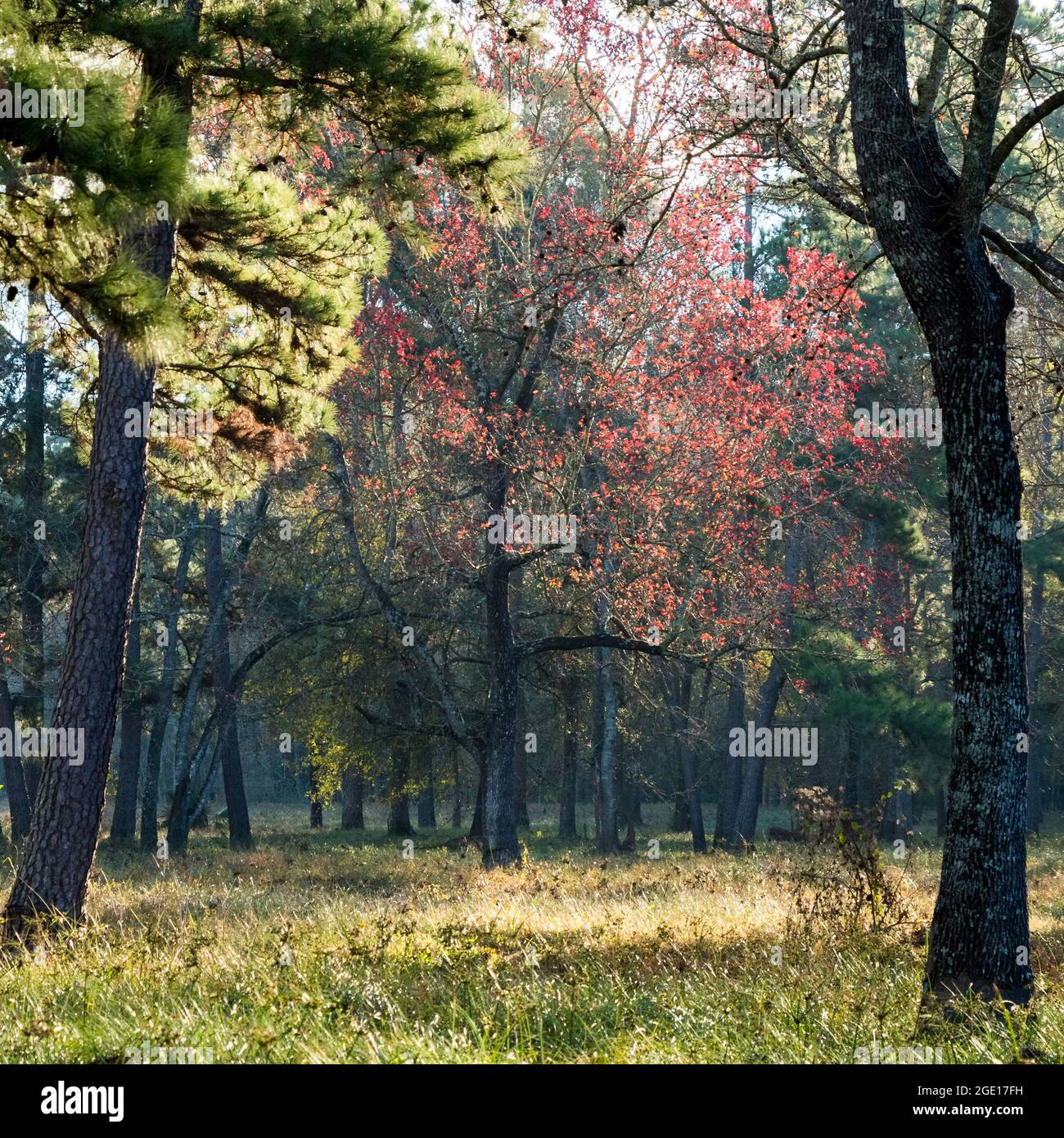 Red leaves on a tree in the forest Stock Photo - Alamy