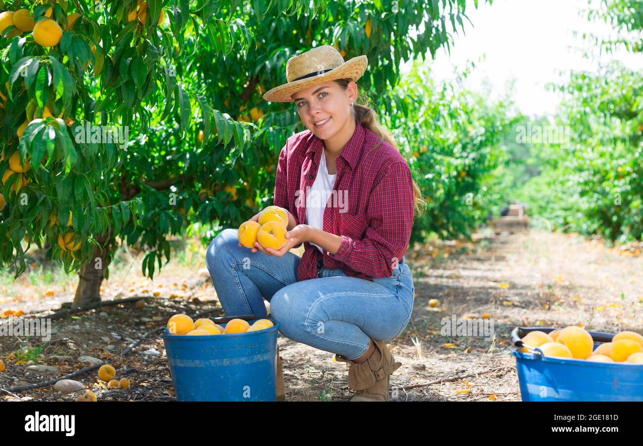 Female farmer harvesting ripe pears and laying in bucket in garden ...