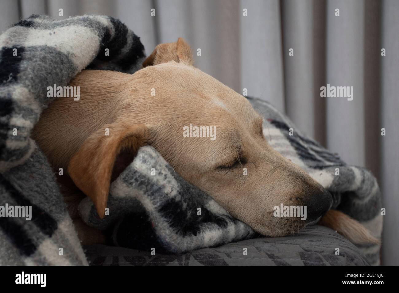 Funny dog covering nose hi-res stock photography and images - Alamy