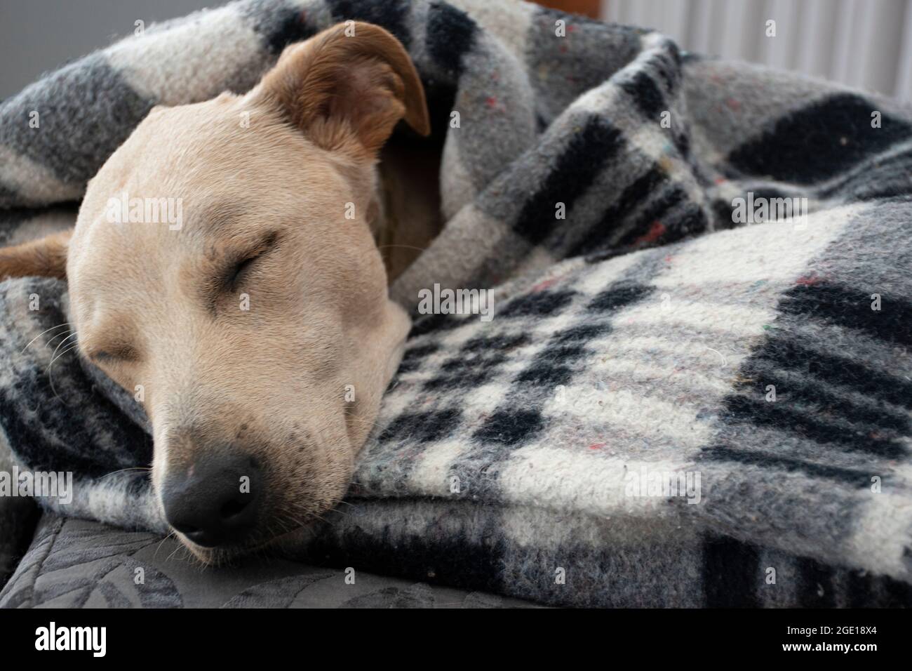 Tired dog sleeping under blanket on ottoman, sheet covering most of ...