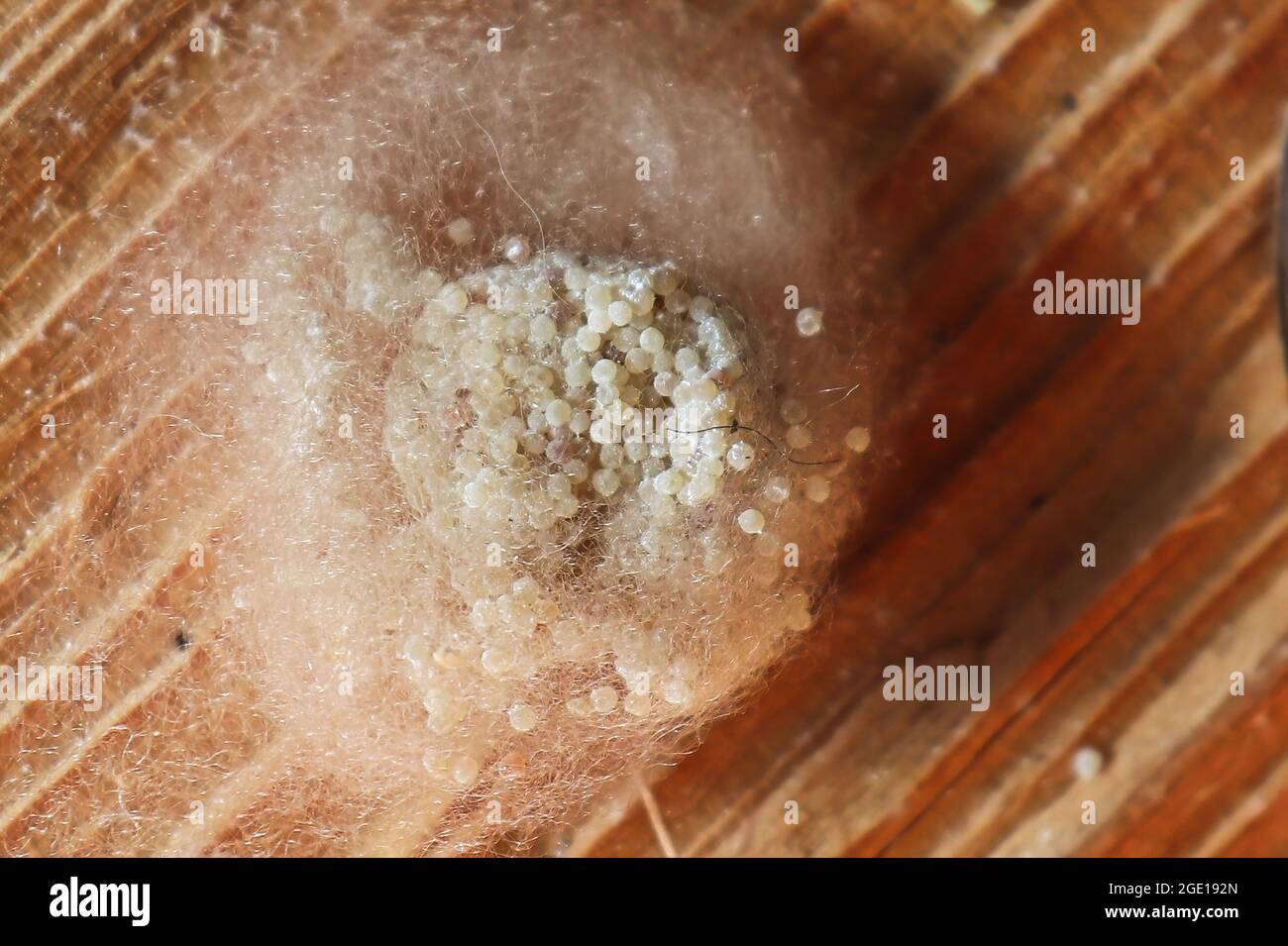 Orb spider egg sac hi-res stock photography and images - Alamy