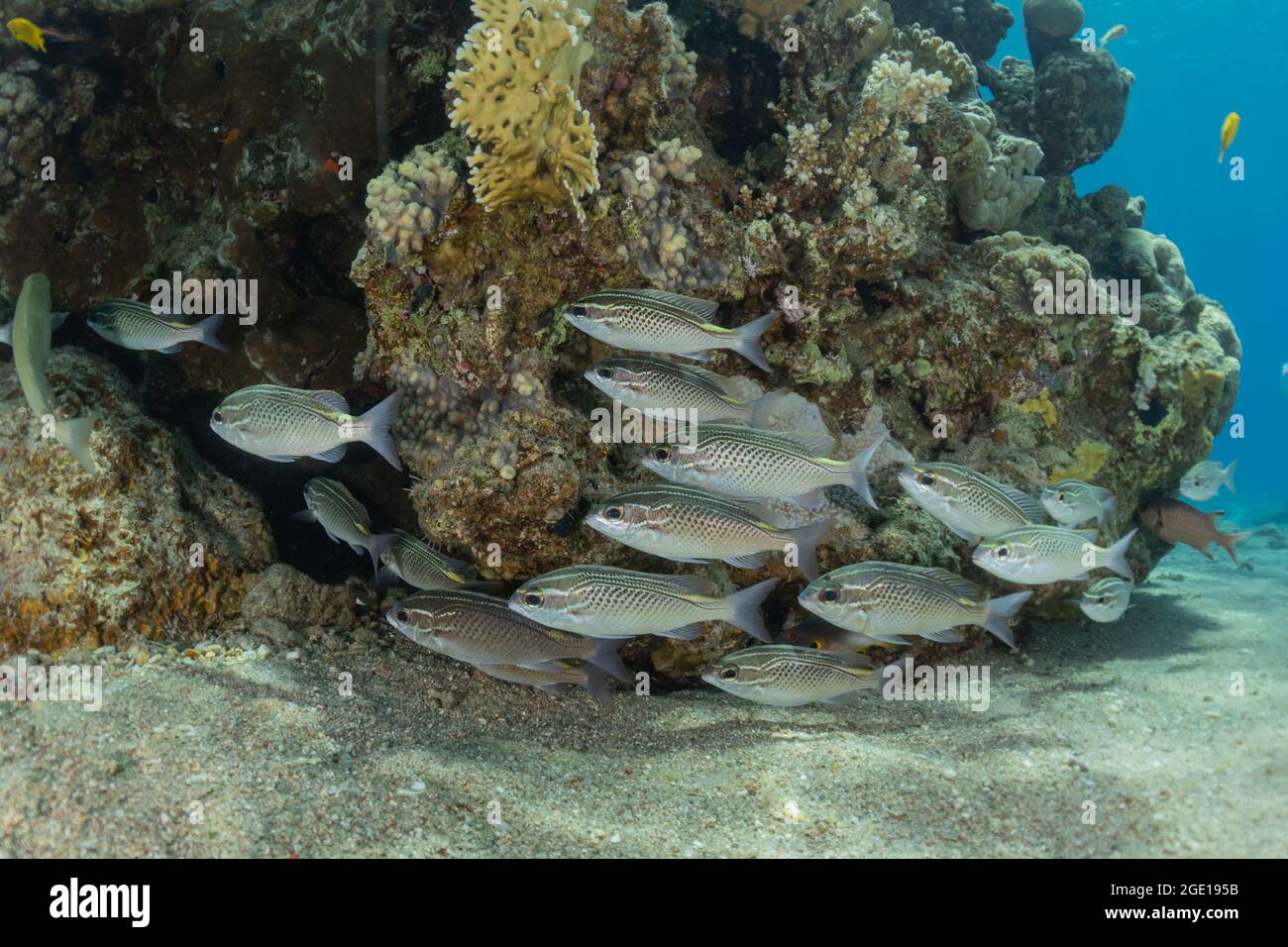 Fish swim in the Red Sea, colorful fish, Eilat Israel Stock Photo - Alamy