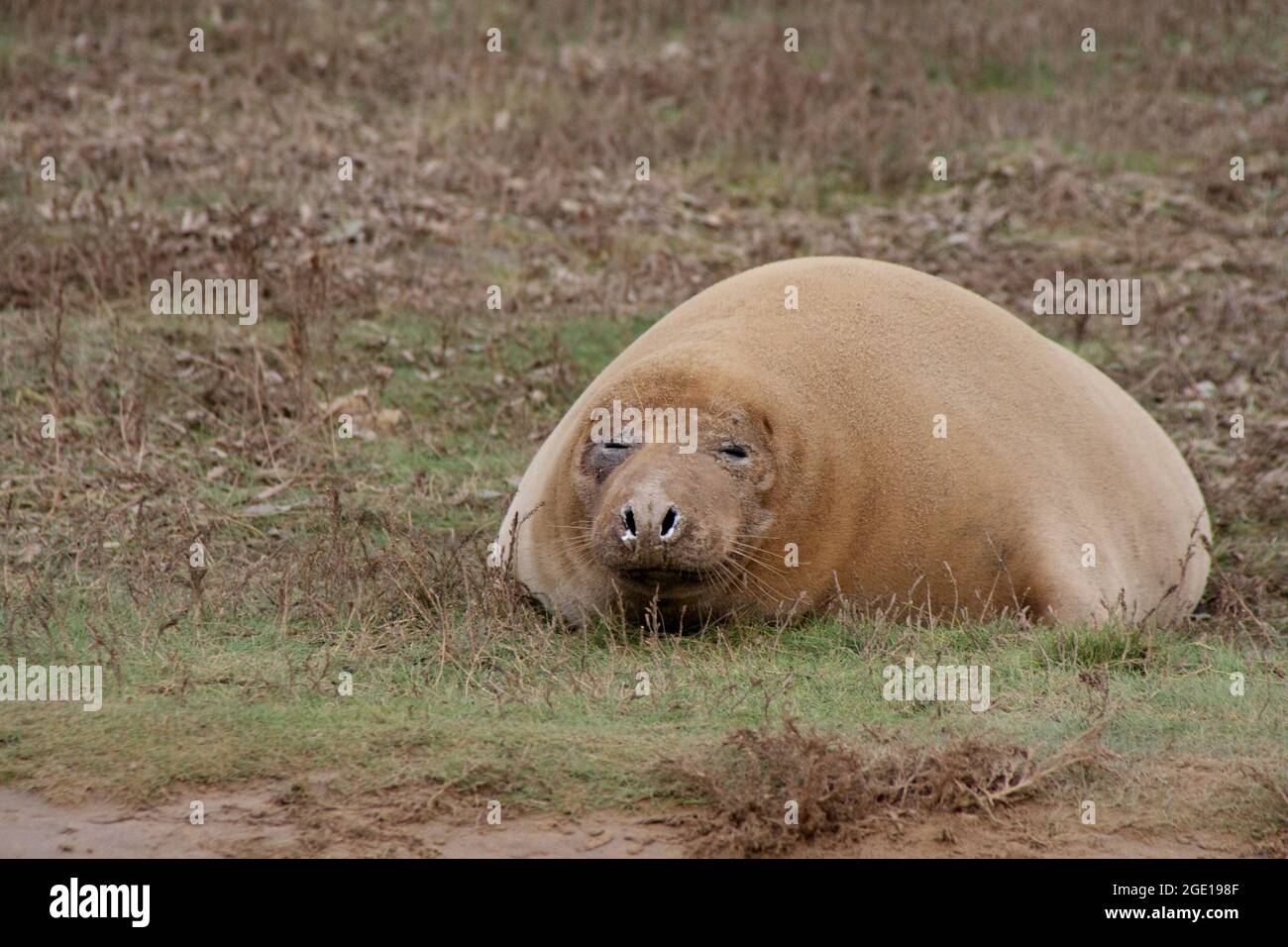 A fur seals taking a rest laying on the grass Stock Photo - Alamy